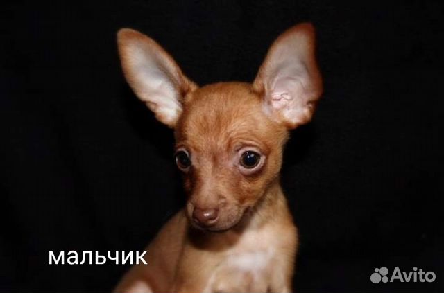 Русский той - породные щенки