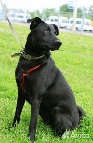 Мира. Черная добрая красавица собака. Бесплатно