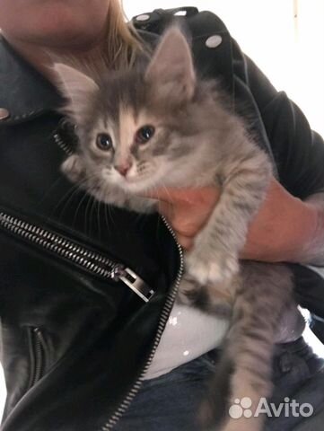 Котики в дар 2 мес