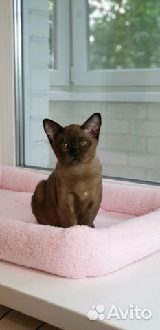 Шикарная красавица с янтарными глазами