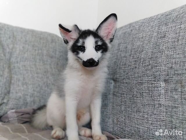 Лисенок, лиса окраса мрамор