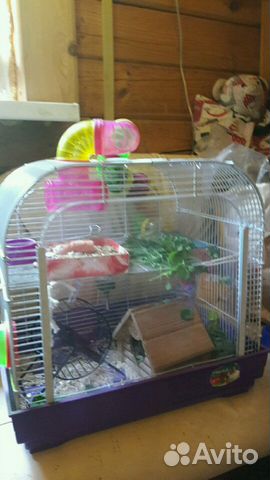 Сирийский хомяк с клеткой