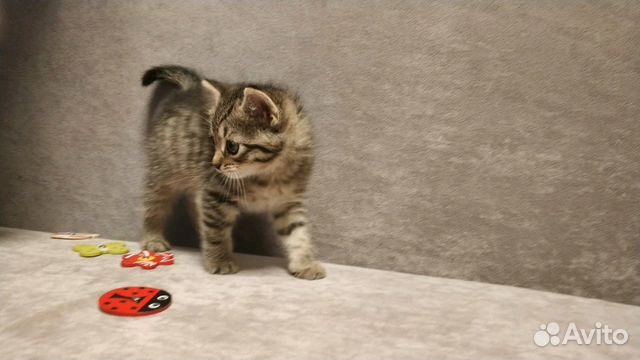 Котенок бесплатно