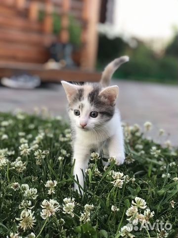 Трехцветный котёнок 1 месяц на счастье