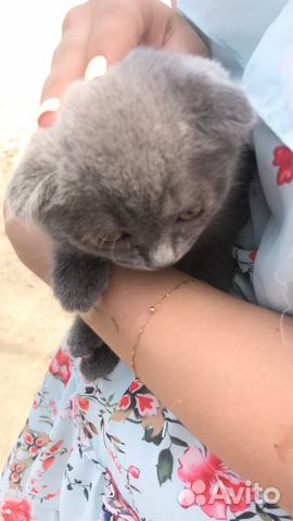 В хорошие руки вислоухого котенка