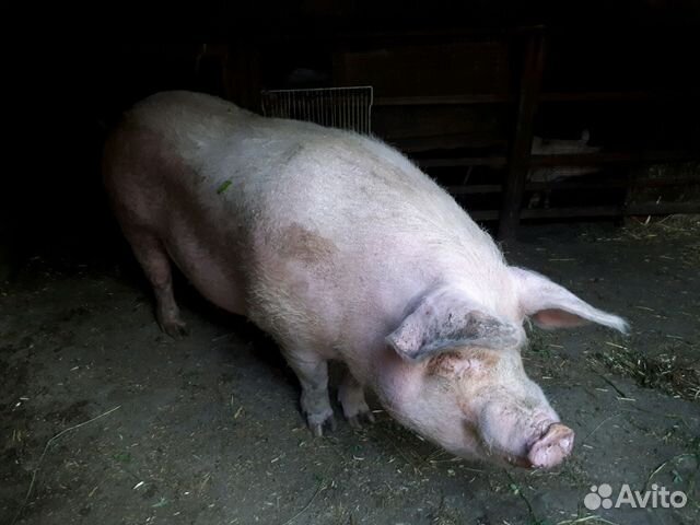 Свиноматка (1 опорос)