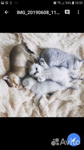 Шотландские котята серебристой и золотлй шиншилы