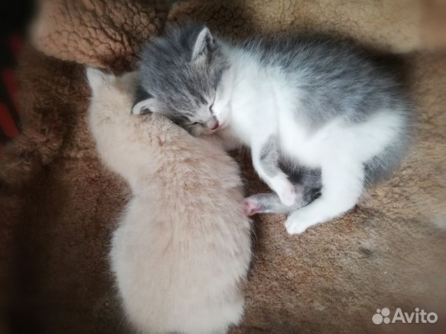 Рыжик и 2 сереньких котенка