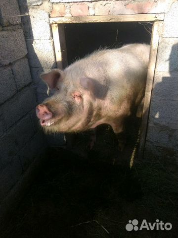 Продам хряка