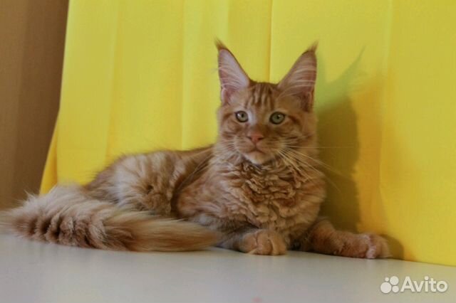 Великолепная и чистокровная