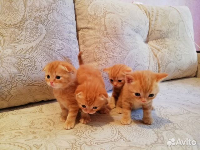 Продам британских котят