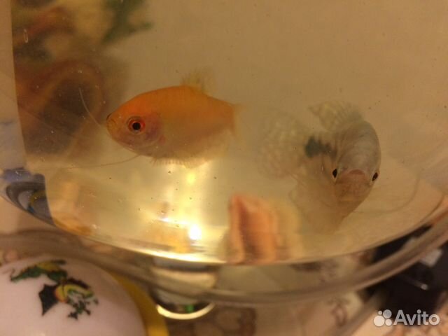 Продаю рыб,Мальчика и Девочку