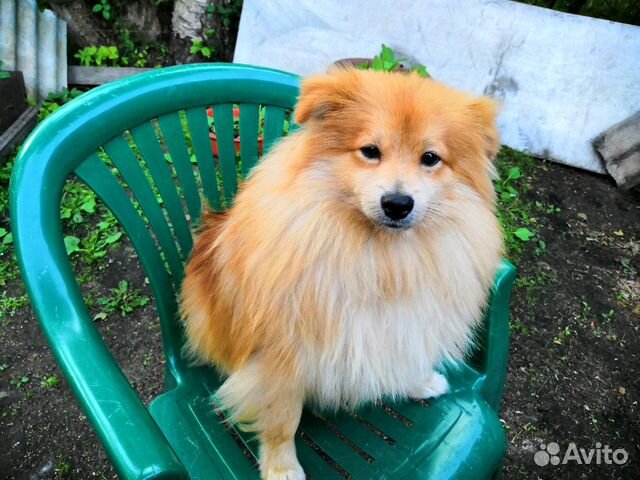 Продаётся щенок шпица Коля