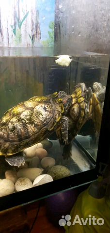 Красноухие черепахи. Отдадим в хорошие руки