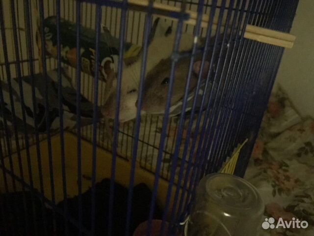 Отдам двух крысок с клеткой и наполнителем