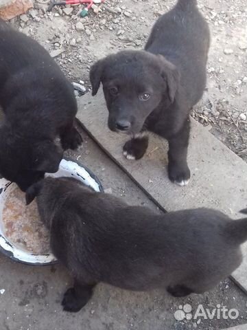 Щенки порода Лобрадор