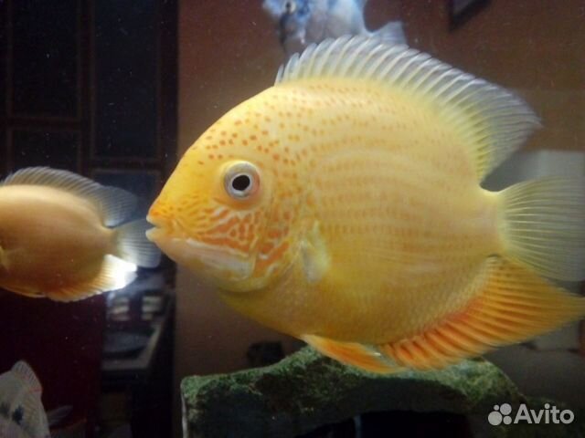 Северум золотой