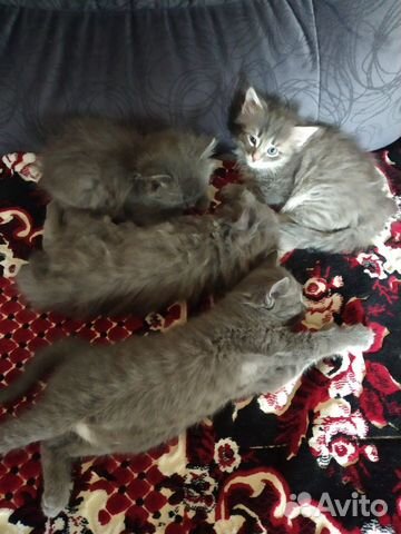 Котята