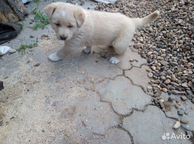 Щенок лайки