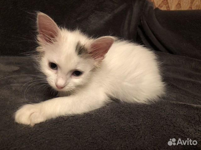 Котёнок девочка Лерочка 1,5 мес в добрые руки