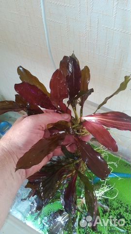 Эхинодорус "Мичуринец"