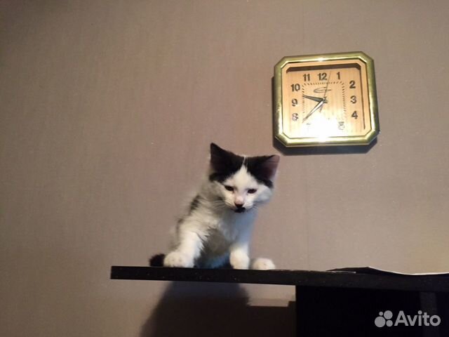 Котёнок далматинец