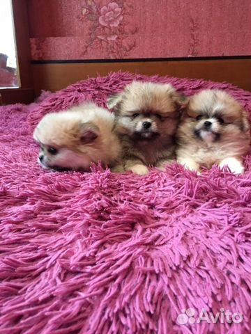 Пушистики мальчики и девочка