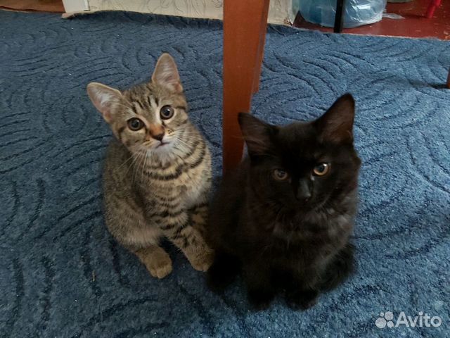Котята