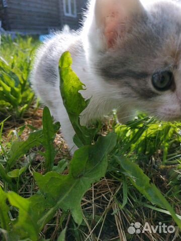 Котята, богатка