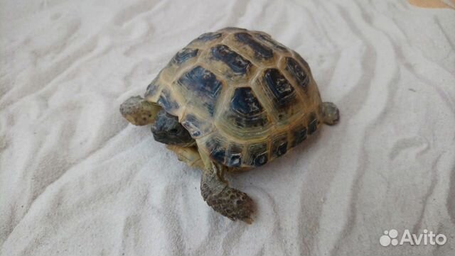 Сухопутная черепашка