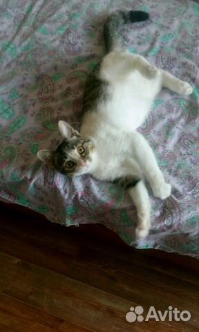 Кошечка в добрые руки