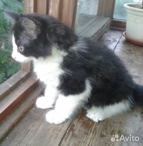 Котенок Пуш