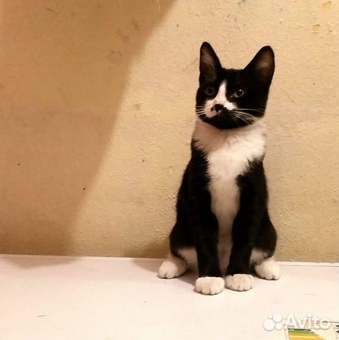 Дочка кота Феликса