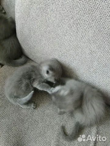 Шотландские котята девочки