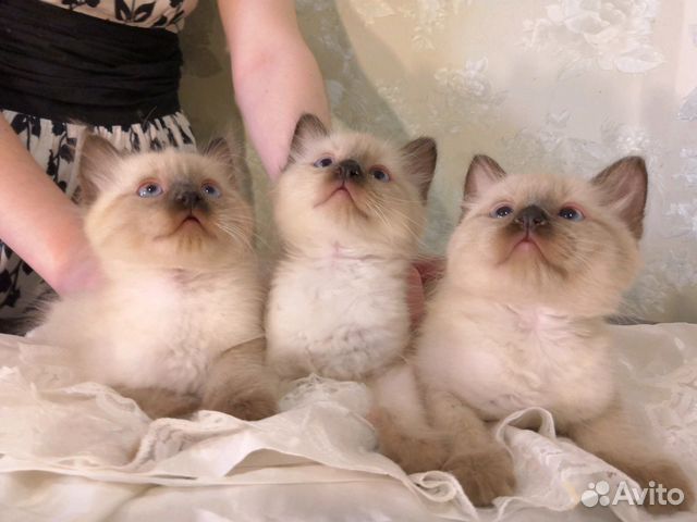 Чистокровные тайские котята, которые покорят Ваше