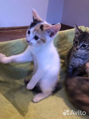 Котята в добрые руки. 1,5 месяца. Европейцы