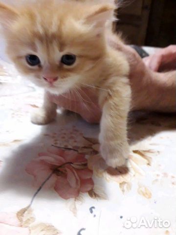 Котенок 1,5 мес. В добрые руки