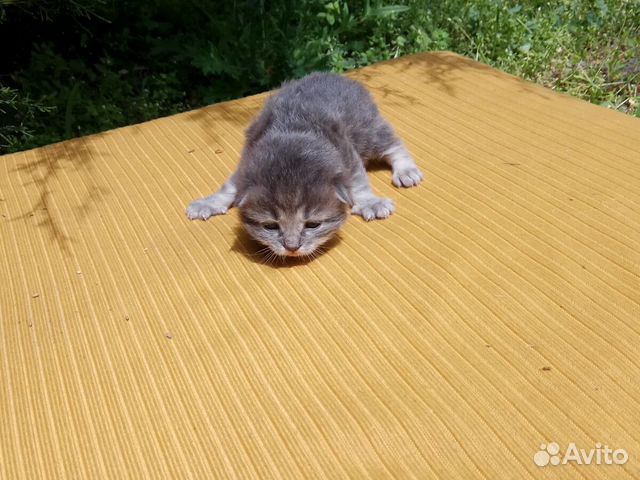 Отдам котенка в хорошие руки