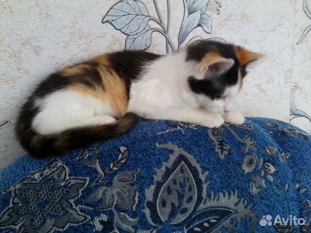Котенок в дар