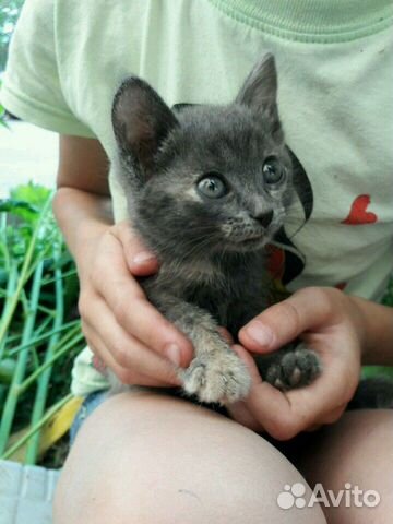 Котёнок в добрые руки