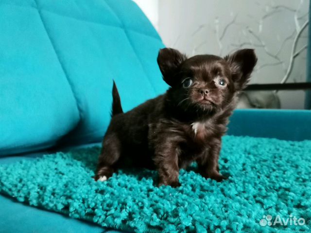 Девочка чихуахуа