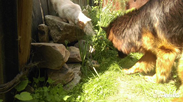 Немецкая овчарка длинношерстная