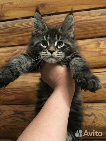 Крупный котик Мейн кун Ерофей 2 м 2 кг