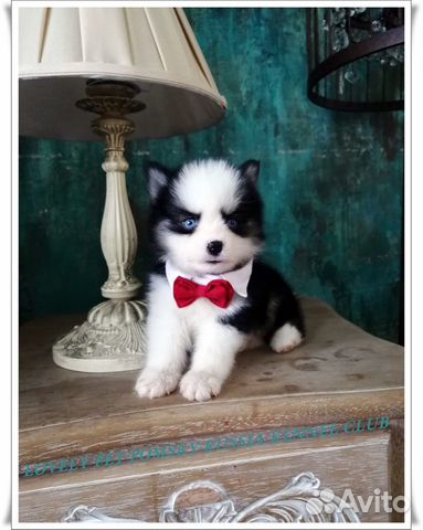 Помски Лавли Пэт