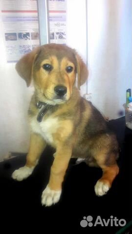 Отдам щенка в добрые руки