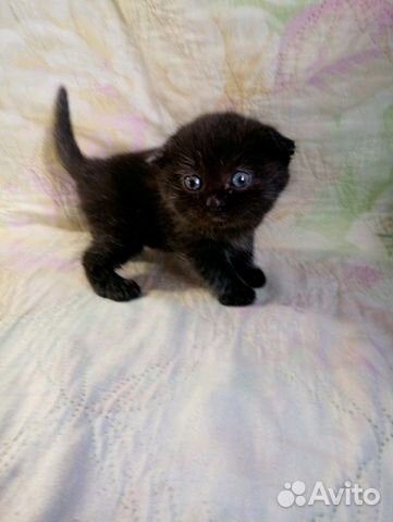 Самый красивый котенок