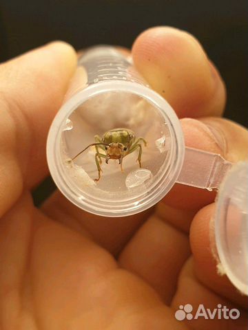 Oecophylla smaragdina