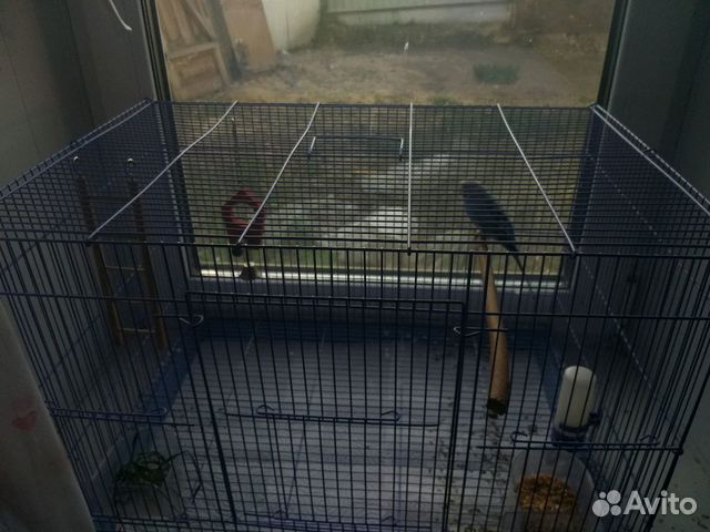 Волнистый попугай с клеткой