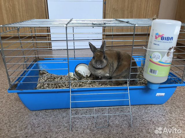 Карликовый кролик