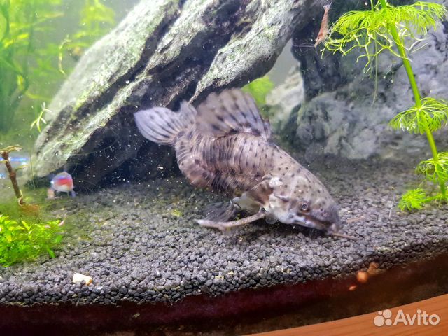 Аквариумные рыбки